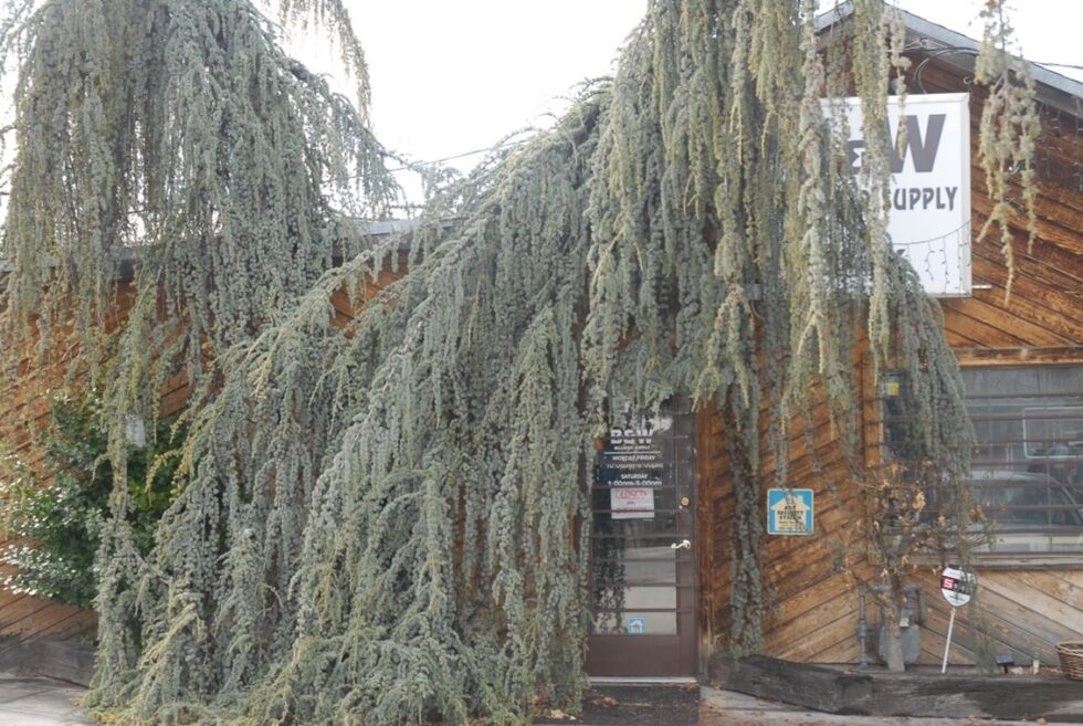 Sherry Black – 9 of Hearts, Utah (Part 1) - The Deck